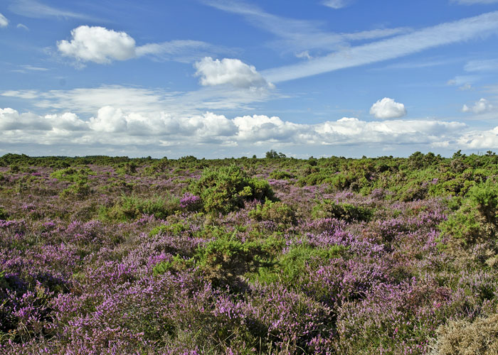 Real New Forest Guide - new forest code - new forest